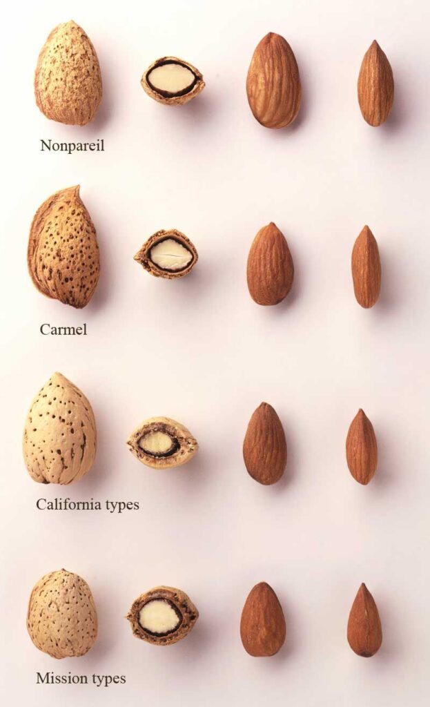 10 Best Almonds in India - 2024 Buying Guide & Reviews